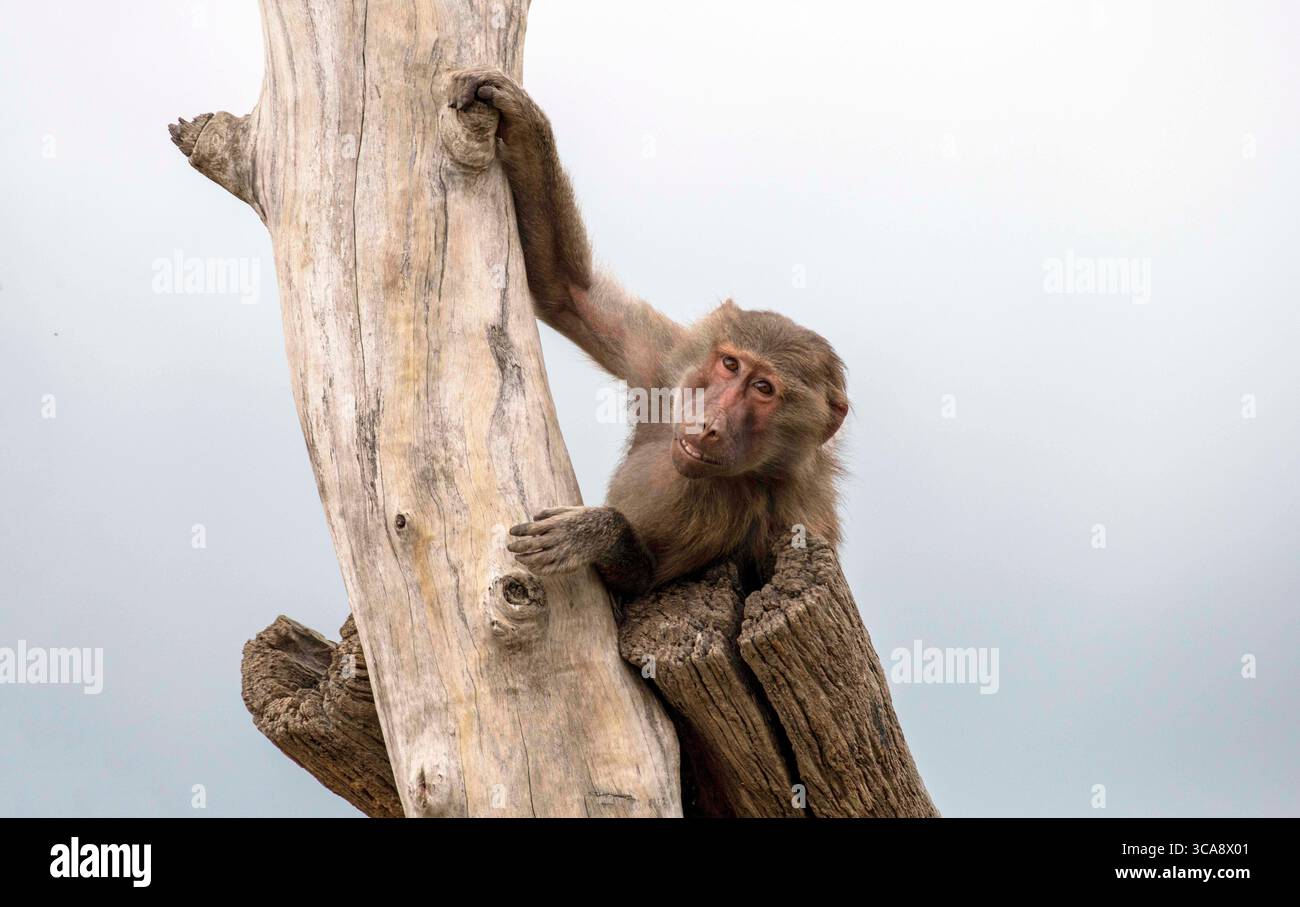 Baboon buttocks hi-res stock photography and images - Alamy