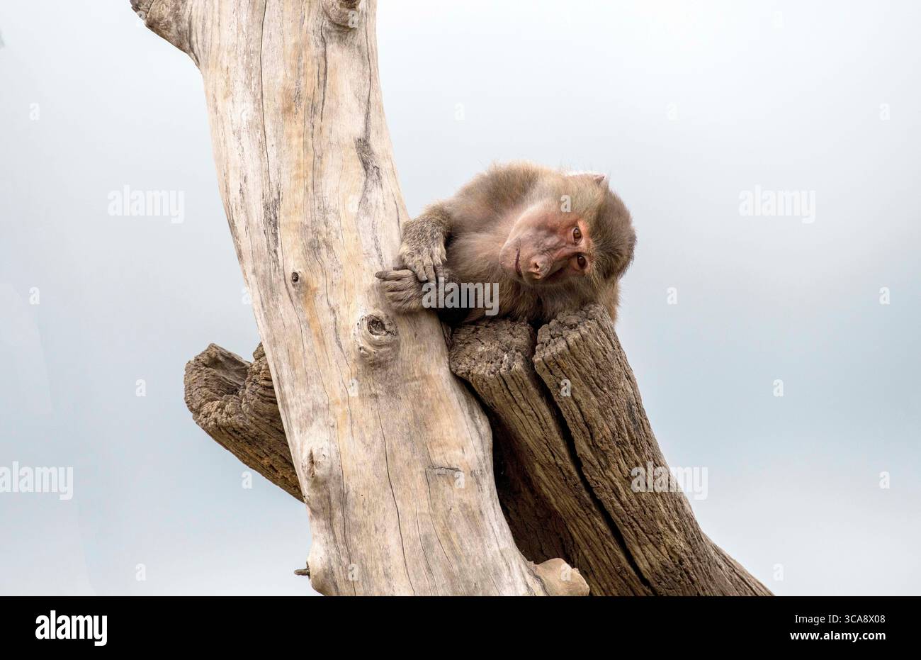 Baboon buttocks hi-res stock photography and images - Alamy