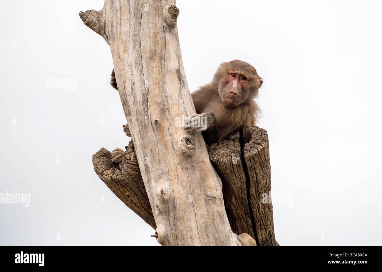 Baboon buttocks hi-res stock photography and images - Alamy