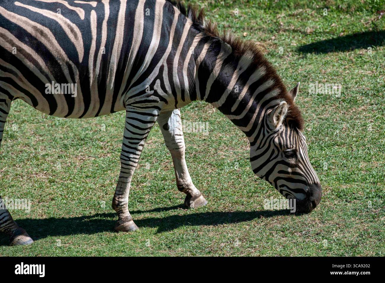 Most common and geographically widespread species hi-res stock ...