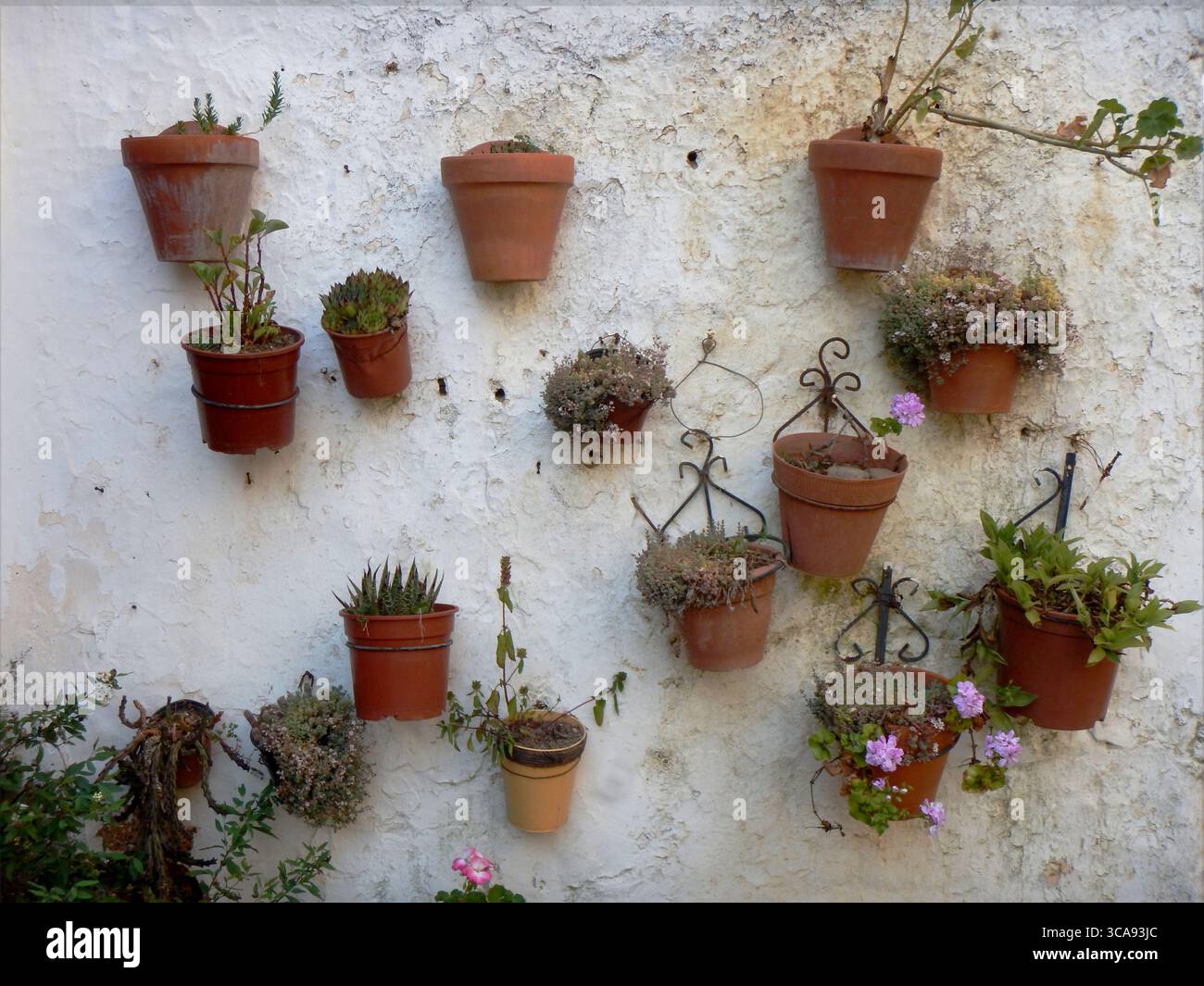 Set of pots of different sizes and plants hanging on an old white ...