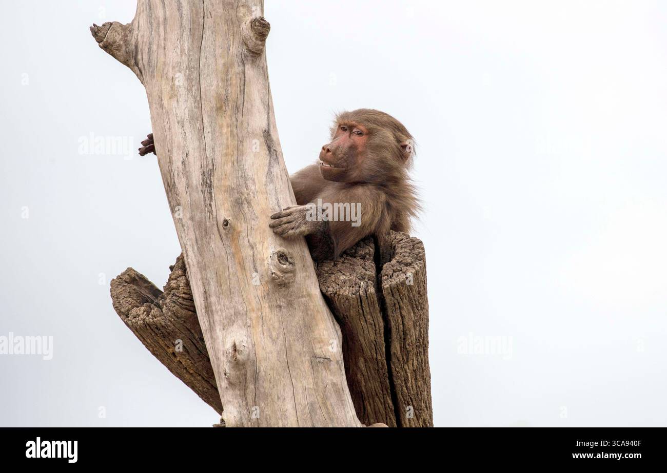 Baboon buttocks hi-res stock photography and images - Alamy