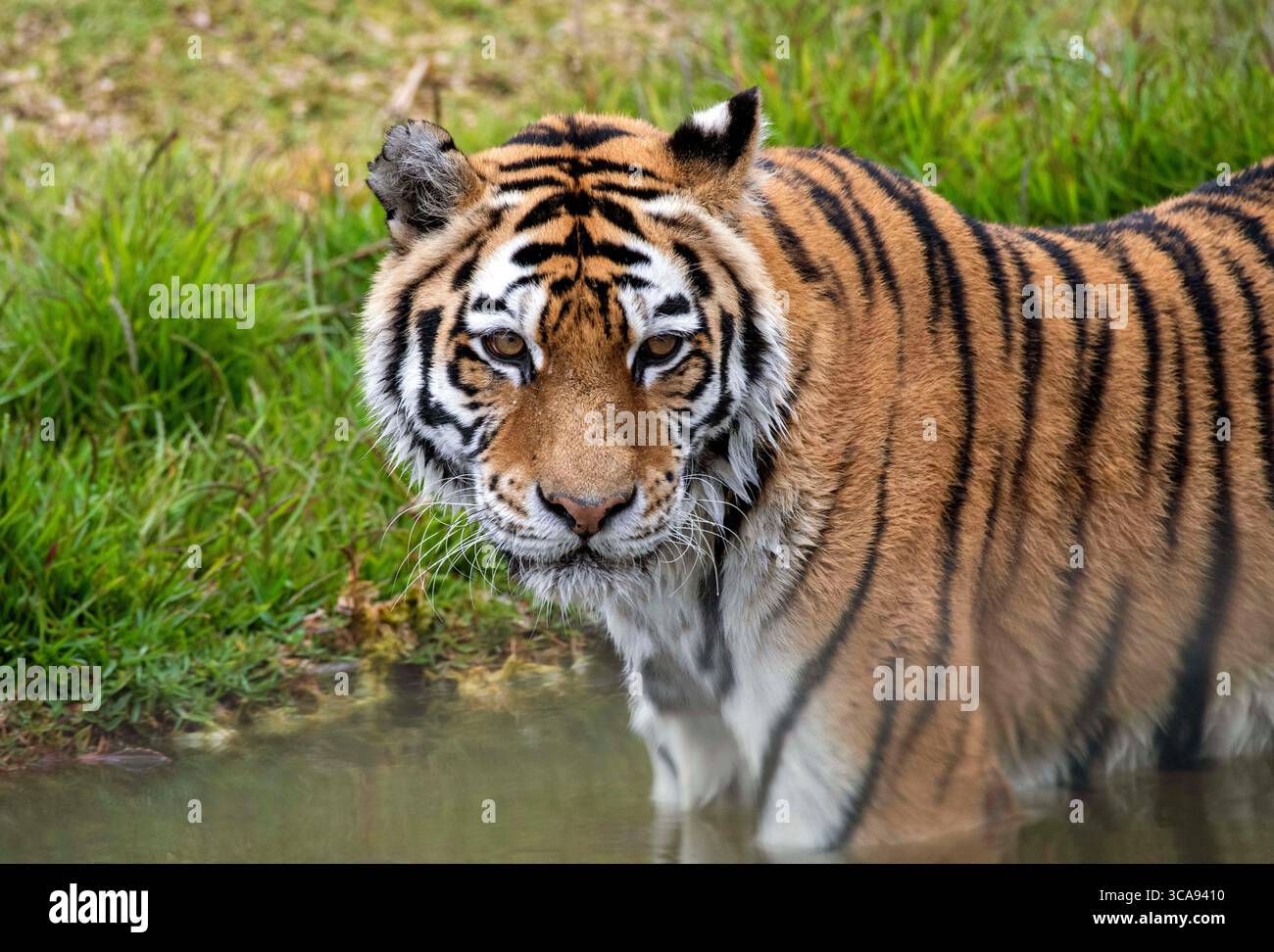 Bali tiger extinct hi-res stock photography and images - Alamy