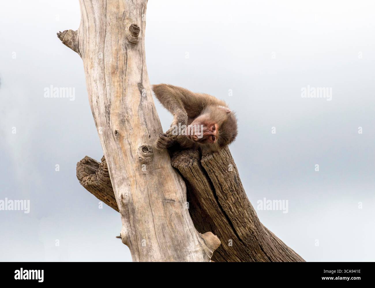 Baboon buttocks hi-res stock photography and images - Alamy