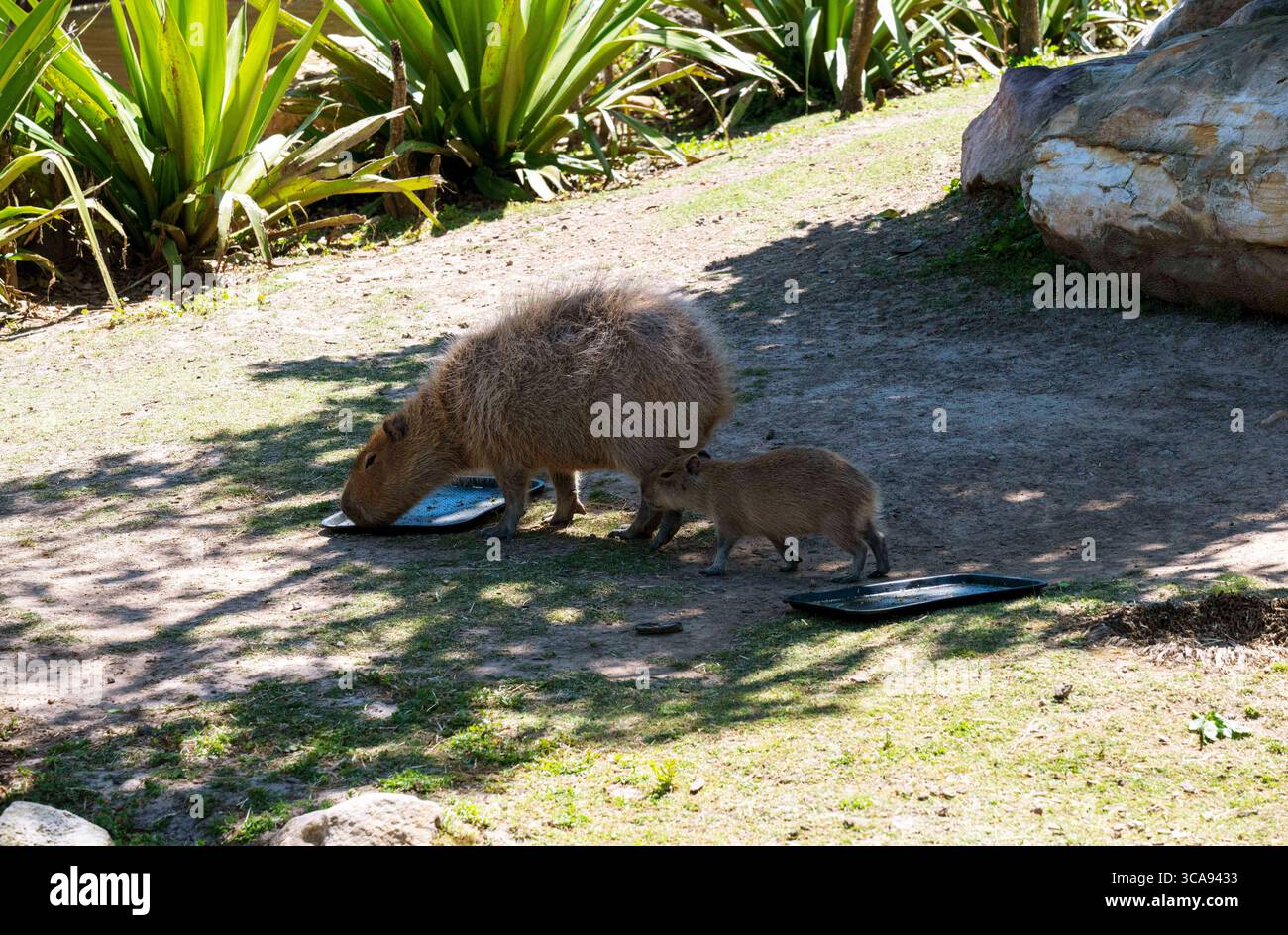 Giant cavy rodent native hi-res stock photography and images - Alamy
