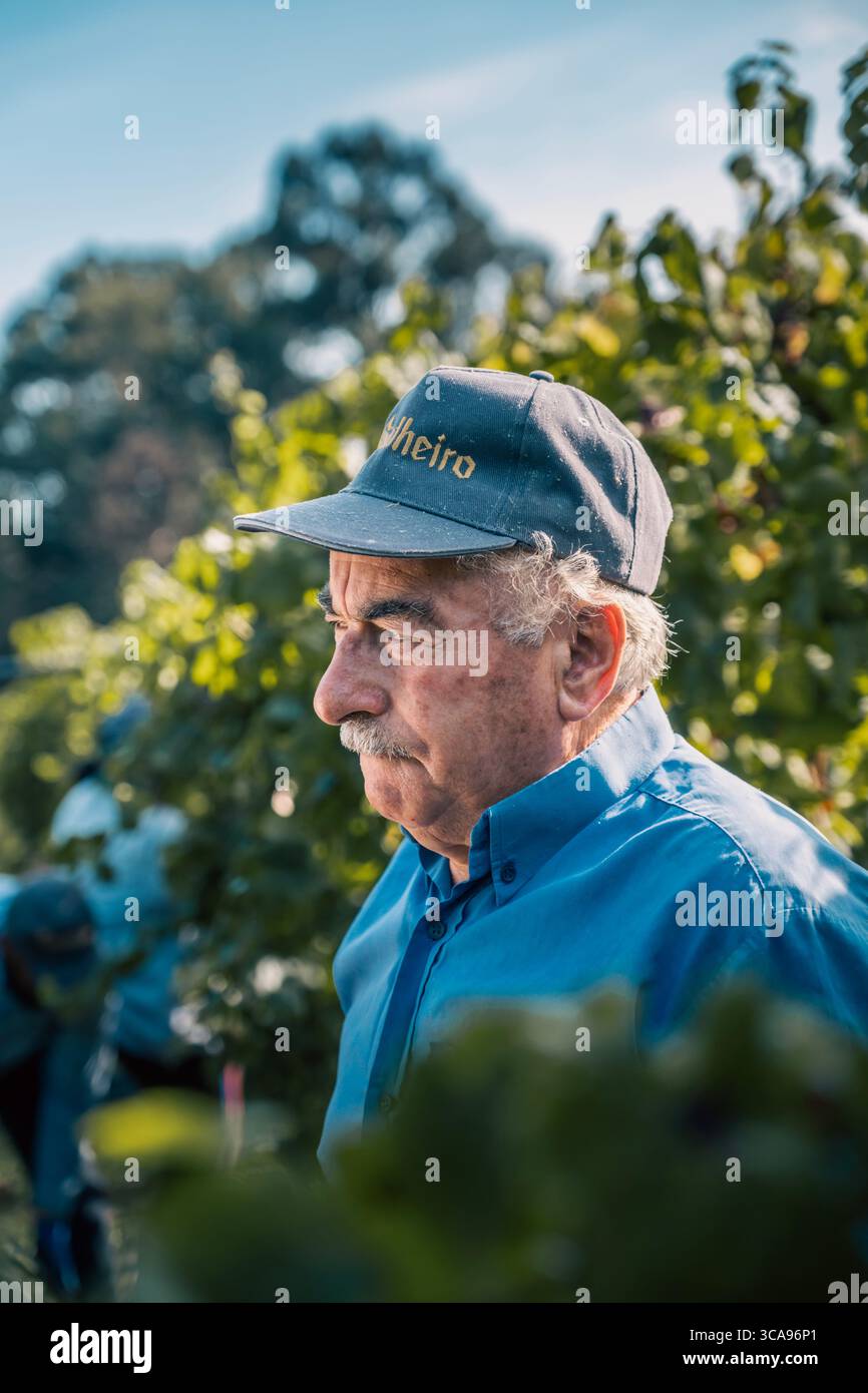 Experienced Senior Vineyard Owner In Profile Portrait During Grape ...