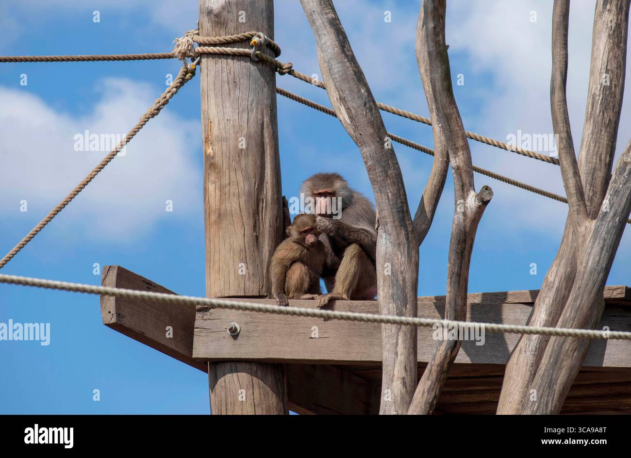 Baboon buttocks hi-res stock photography and images - Alamy