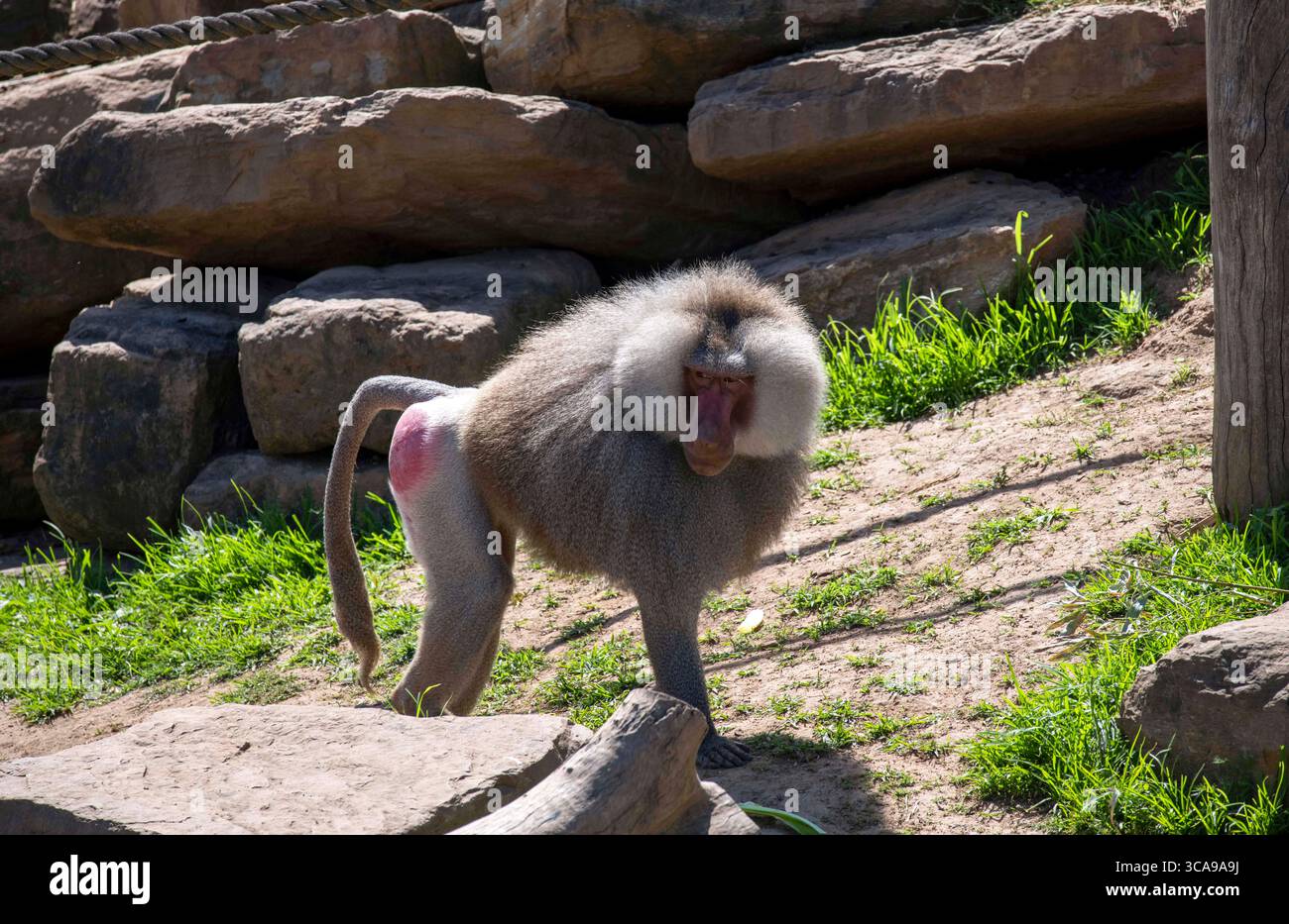 Baboon buttocks hi-res stock photography and images - Alamy