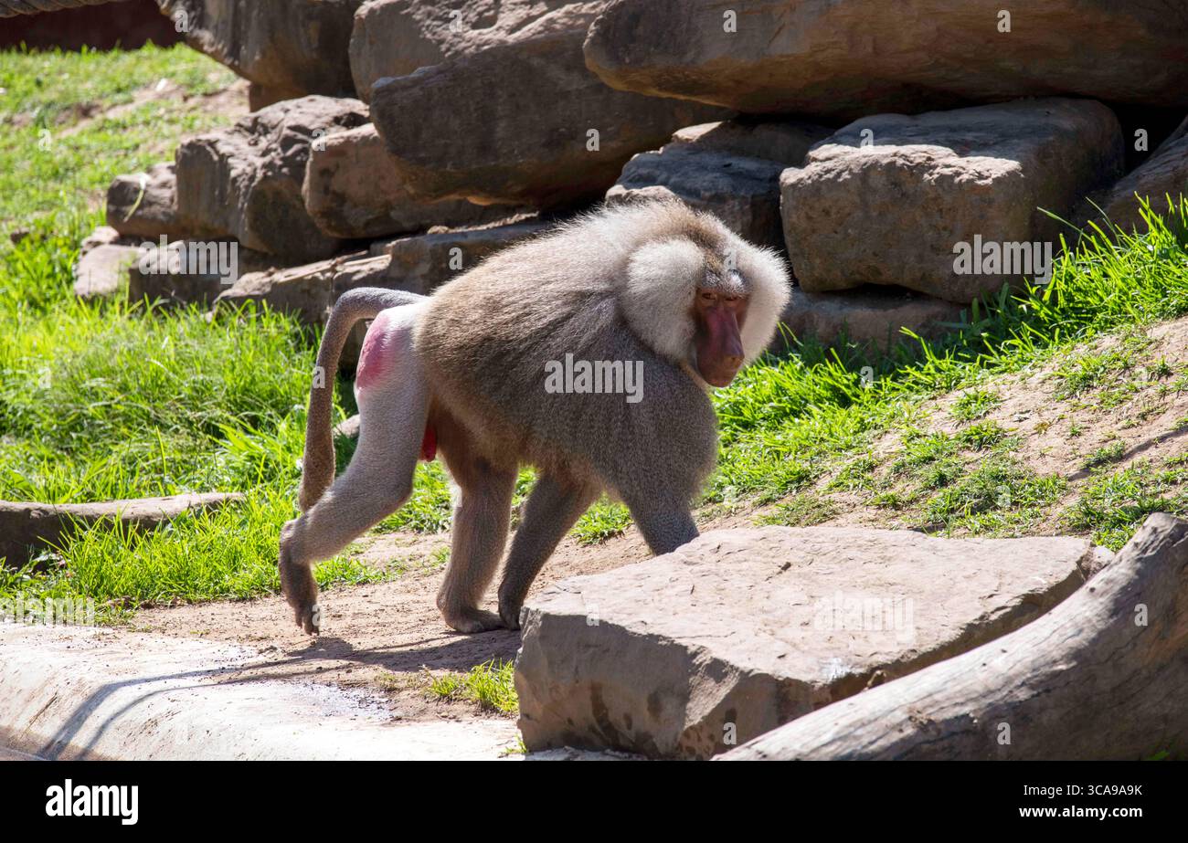 Baboon buttocks hi-res stock photography and images - Alamy