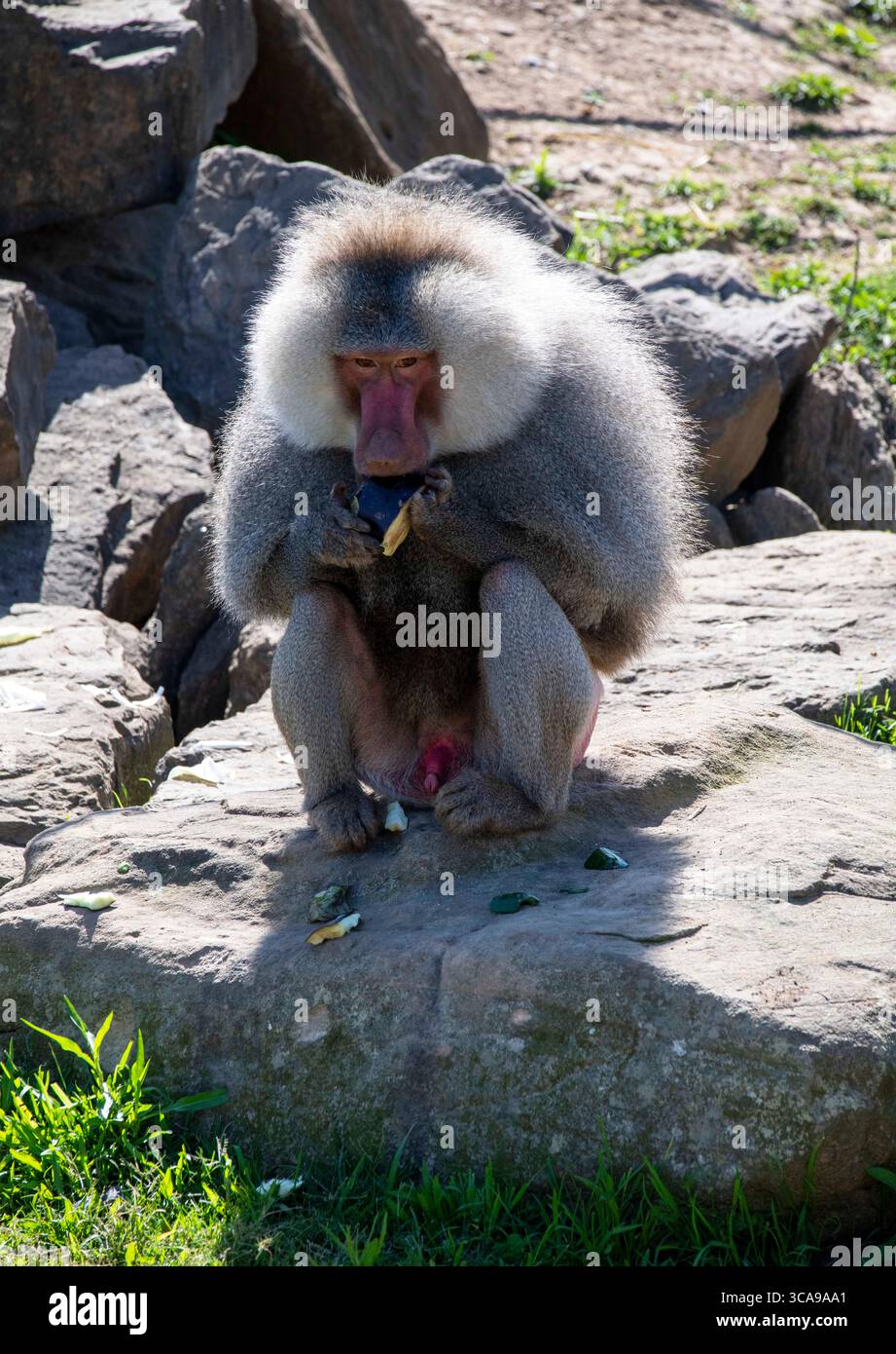 Baboon buttocks hi-res stock photography and images - Alamy