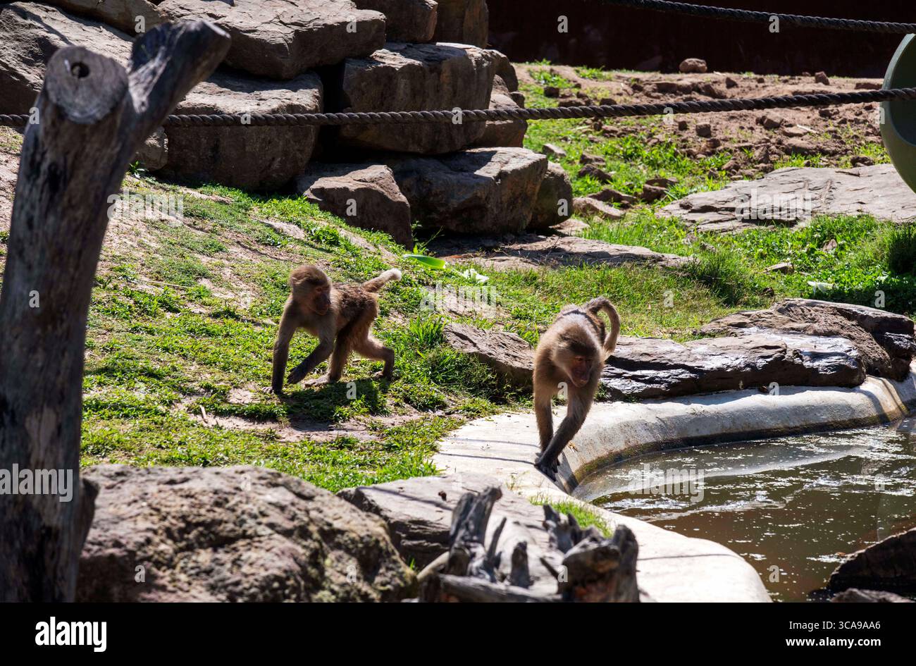 Baboon buttocks hi-res stock photography and images - Alamy