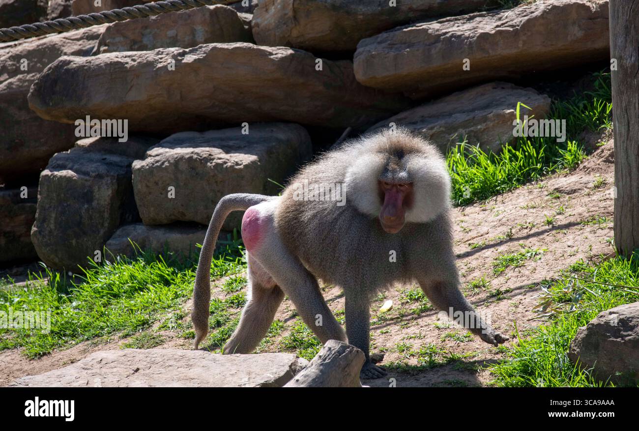 Baboon buttocks hi-res stock photography and images - Alamy