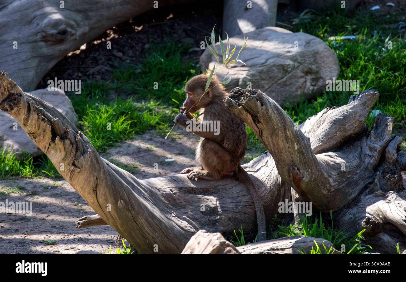 Baboon buttocks hi-res stock photography and images - Alamy