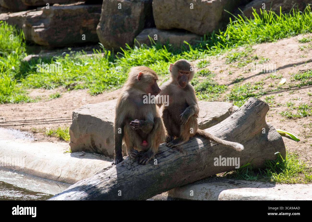 Baboon buttocks hi-res stock photography and images - Alamy