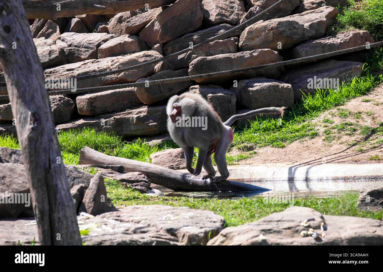 Baboon buttocks hi-res stock photography and images - Alamy