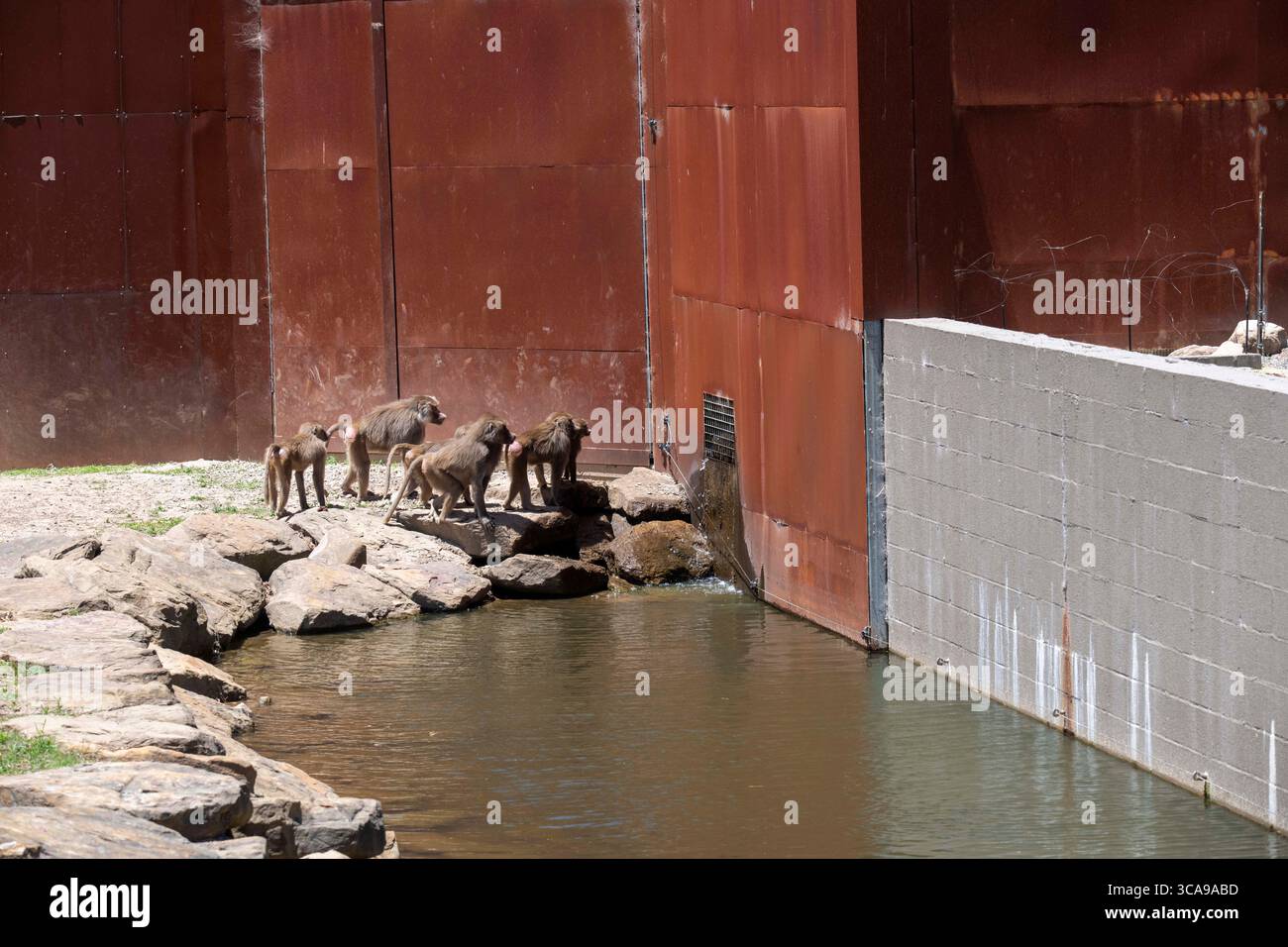 Baboon buttocks hi-res stock photography and images - Alamy
