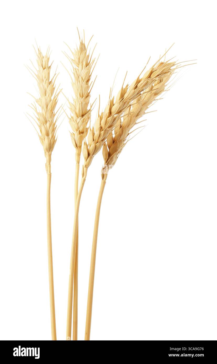 Wheat spikelets on background Cut Out Stock Images & Pictures - Alamy