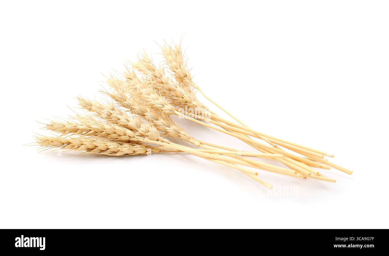 Dried spikes of wheat isolated on white Stock Photo - Alamy