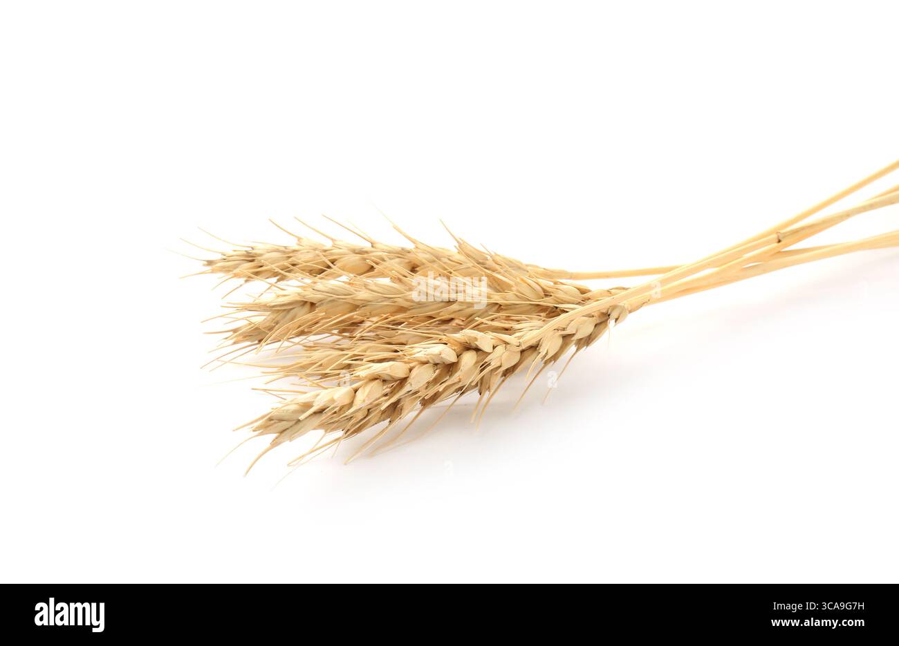 Wheat spikelets on background Cut Out Stock Images & Pictures - Alamy