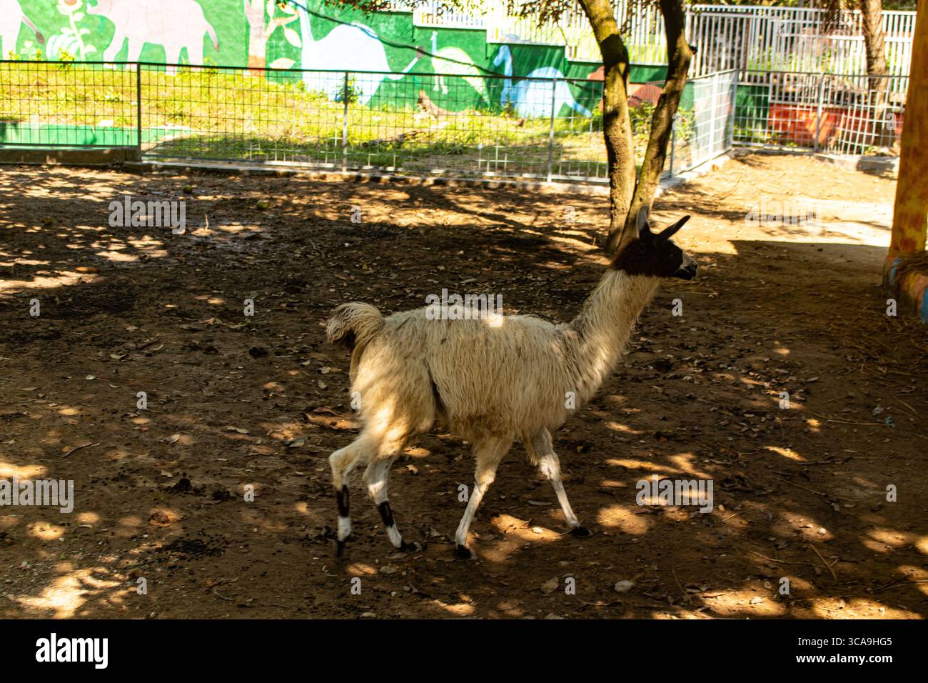 Movement inside animal farm in hi-res stock photography and images - Alamy