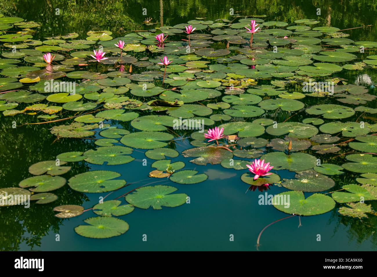 Natural wetland area lotus hi-res stock photography and images - Alamy