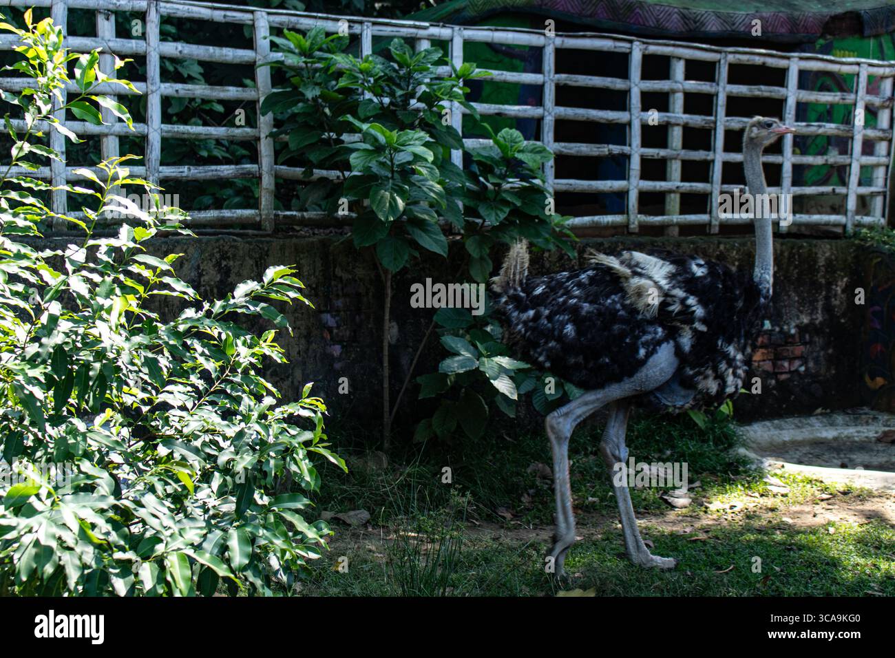 Ostrich enjoying sunny weather inside zoo Stock Photo - Alamy