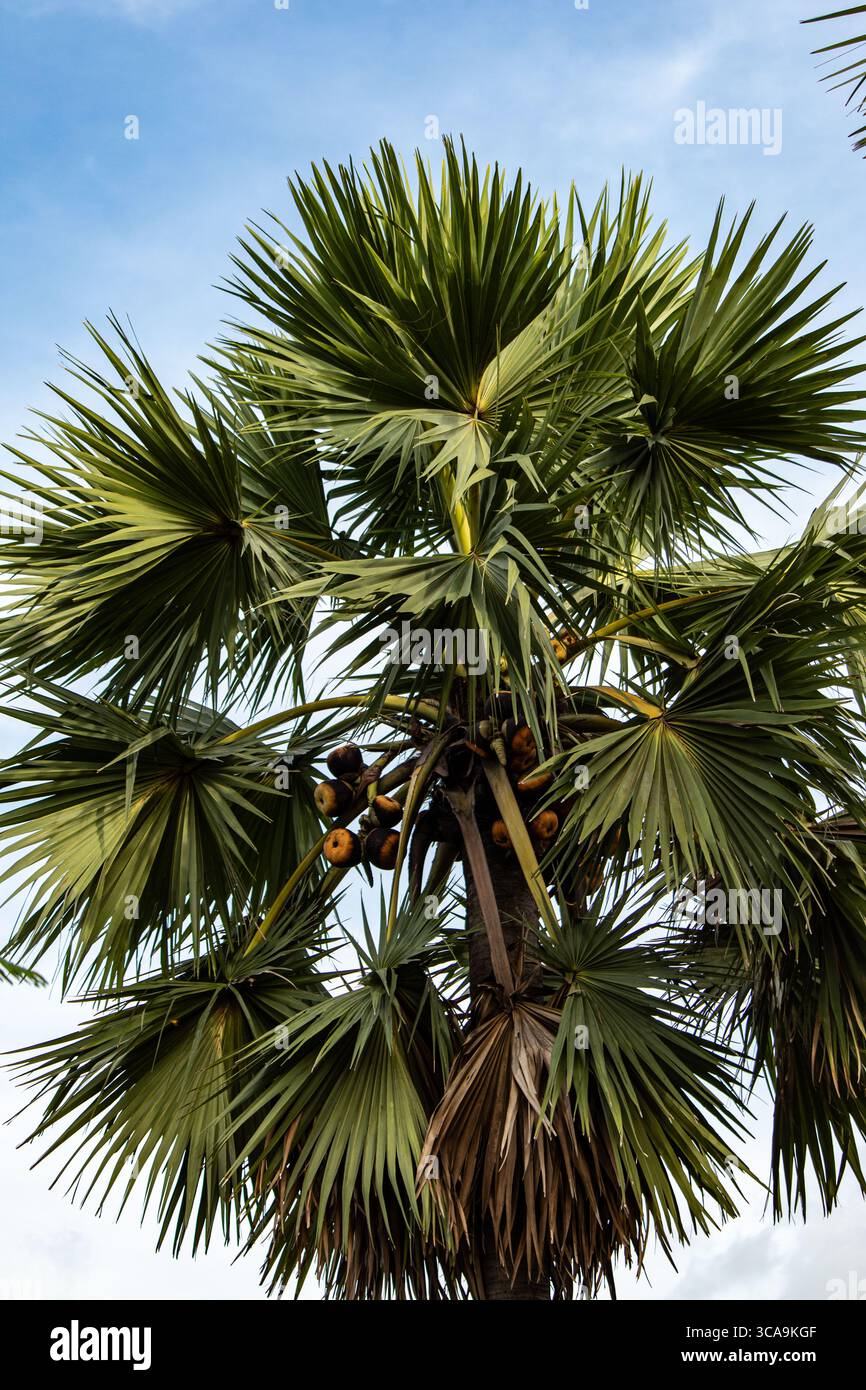 Palm fruit trees in bright sunlight and blue skies Stock Photo - Alamy