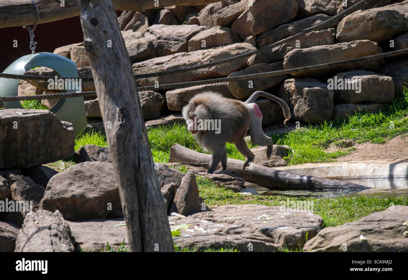 Baboon buttocks hi-res stock photography and images - Alamy