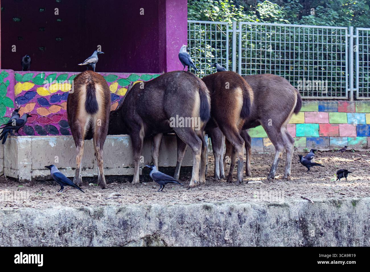 Enclosure ground hi-res stock photography and images - Alamy