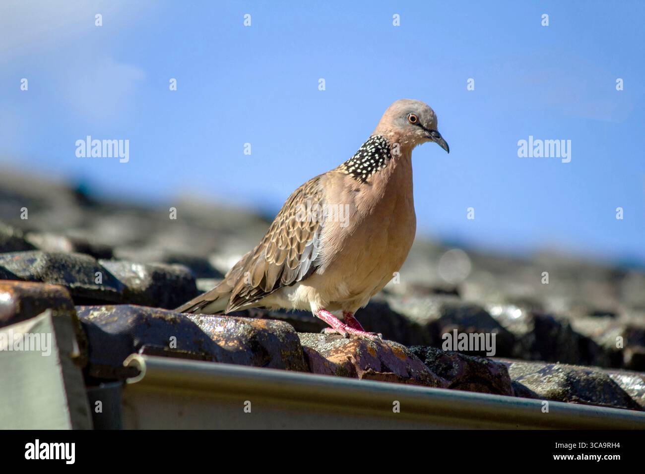 August 25, 2020, Sydney, New South Wales, Australia: Spotted Dove ...