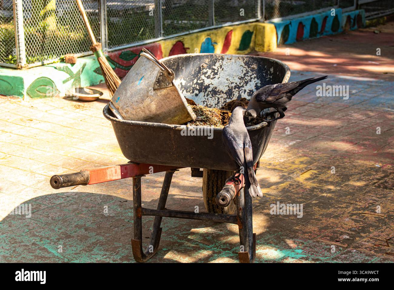 Some crow picking garbage from zoo grounds Stock Photo - Alamy