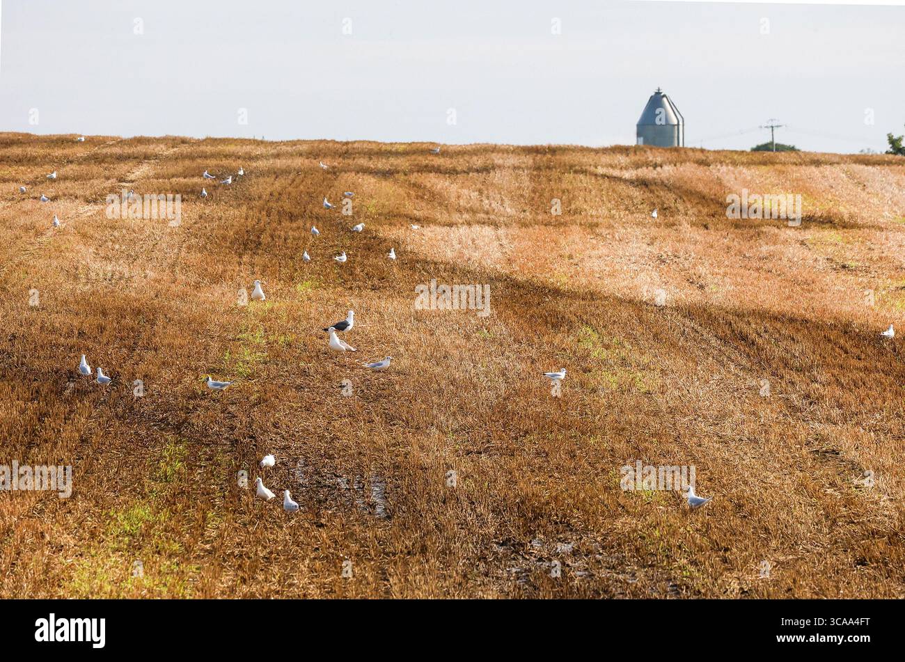 Spreading slurry august hi-res stock photography and images - Alamy