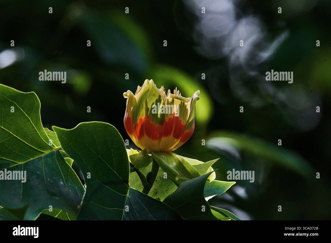 Tulip poplar seed pod hi-res stock photography and images - Alamy