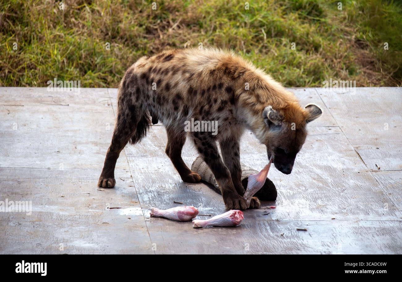 August 28, 2022, Sydney, New South Wales, Australia: Spotted Hyena ...