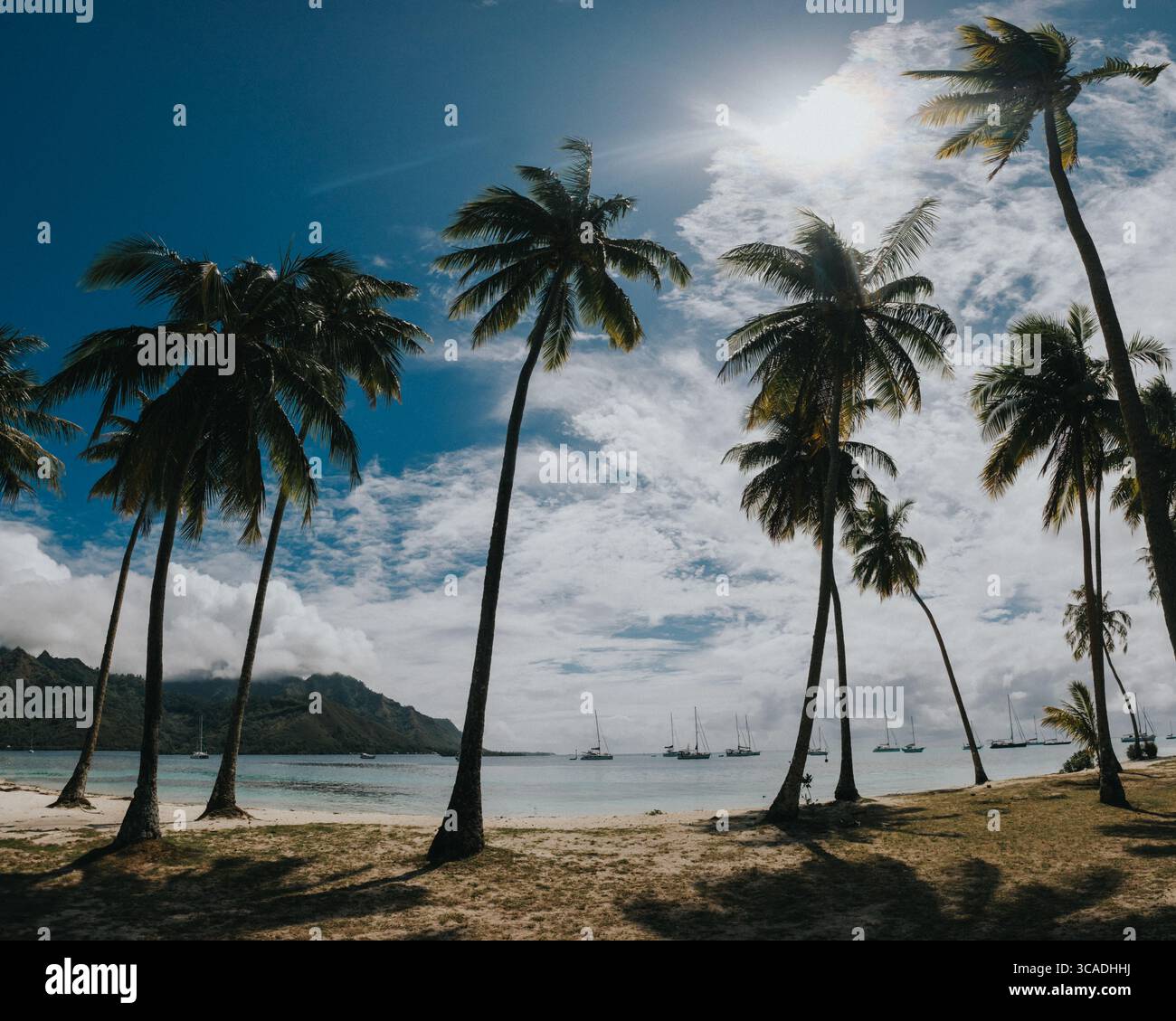 Scenic view of palm trees lining a tropical beach with sailboats ...