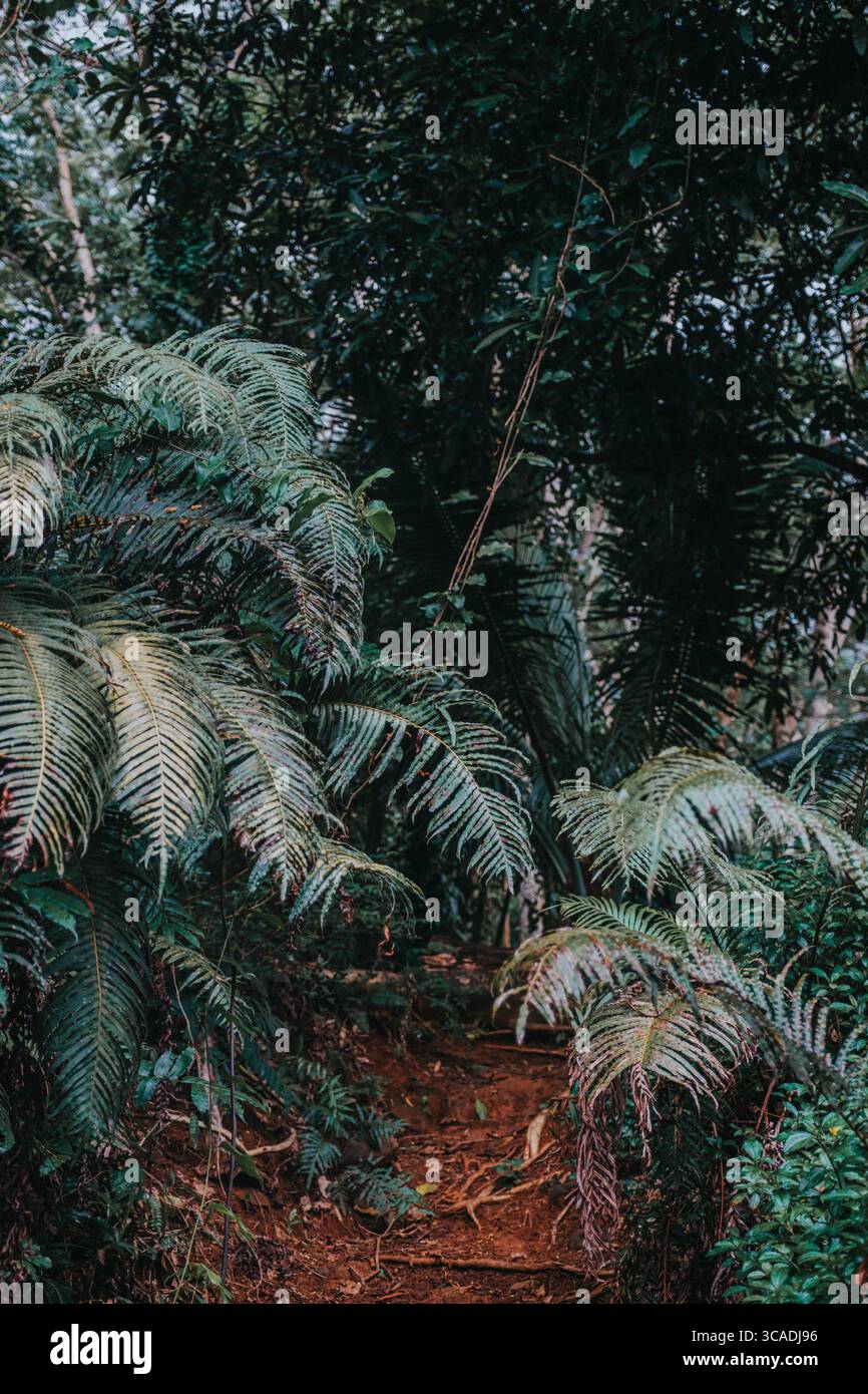 Lush tropical jungle trail with ferns on Moorea Island, French ...