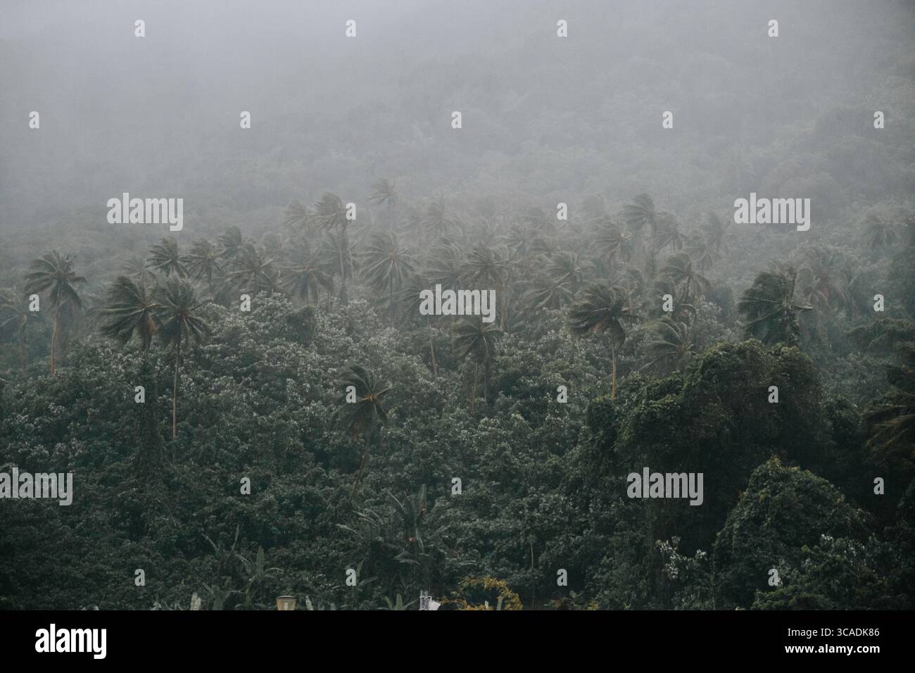 Lush tropical rainforest in morning mist on Moorea Island, French ...