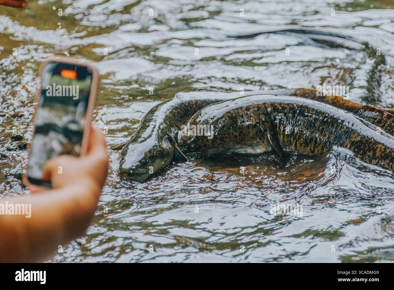 Tourist captures a close-up of large freshwater eels in shallow stream ...