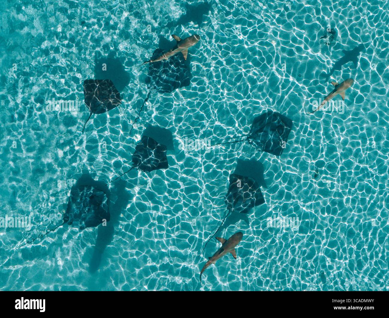 Sharks and stingrays swim in crystal-clear lagoon waters, Moorea Island ...