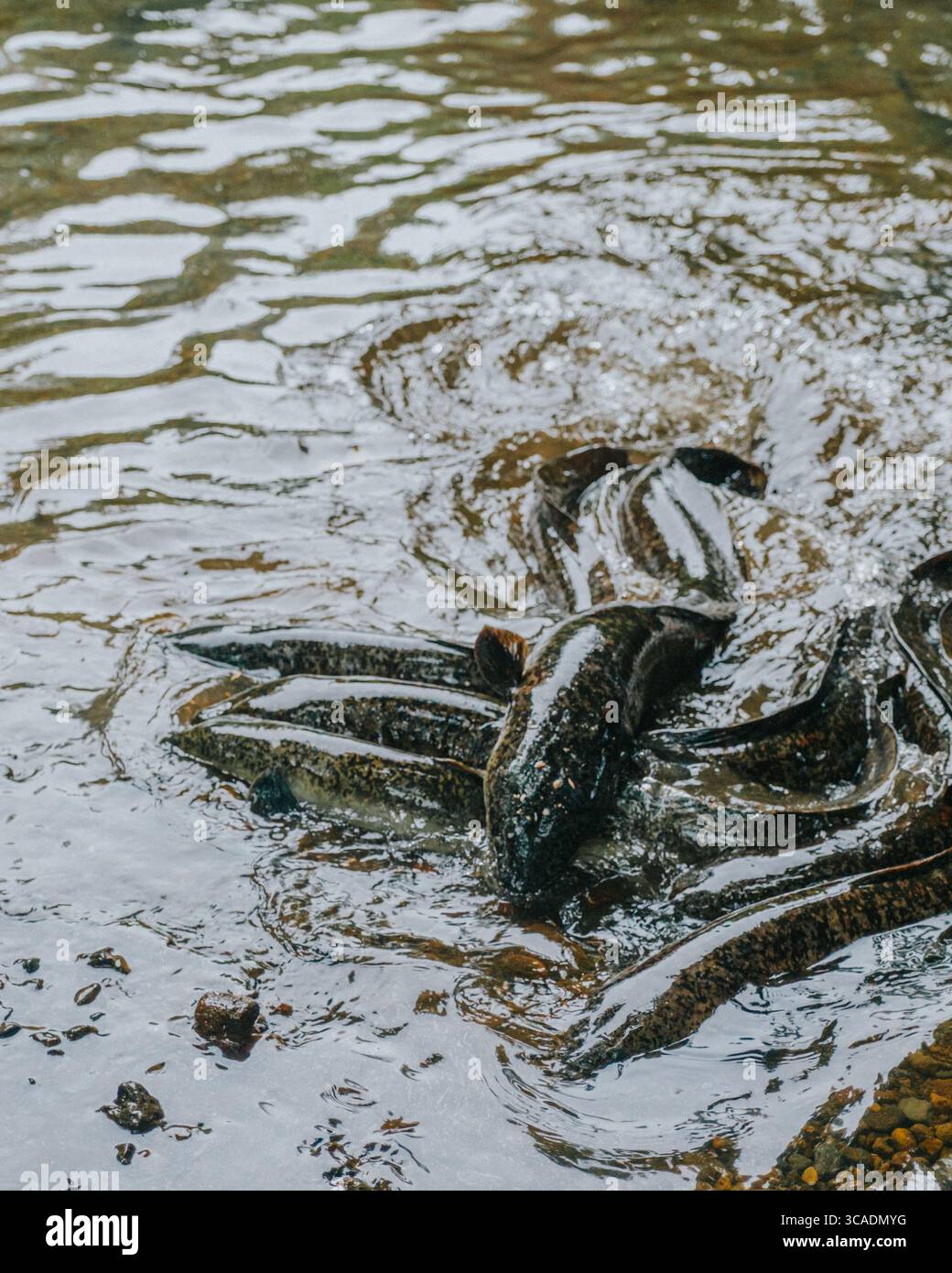 Freshwater eels swimming in shallow, murky water on Moorea Island ...