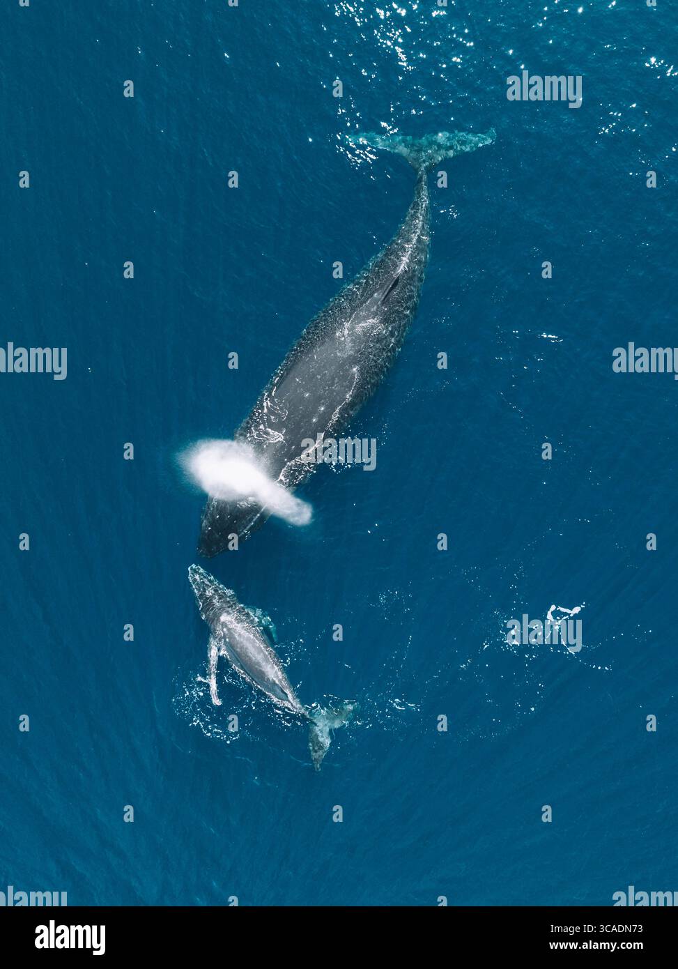 Aerial view humpback whales surfacing hi-res stock photography and ...