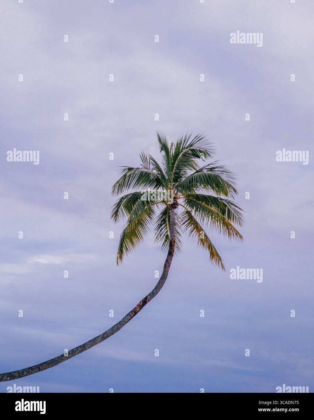Curved palm tree at dusk on Moorea Island, French Polynesia Stock Photo ...