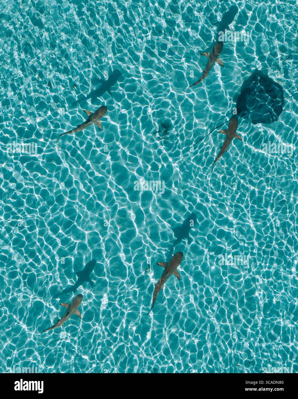 Sharks and stingrays swim in crystal-clear lagoon waters, Moorea Island ...