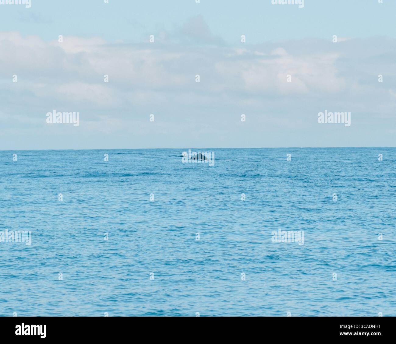 Humpback whale surfacing in blue waters off Moorea Island, Tahiti Stock ...