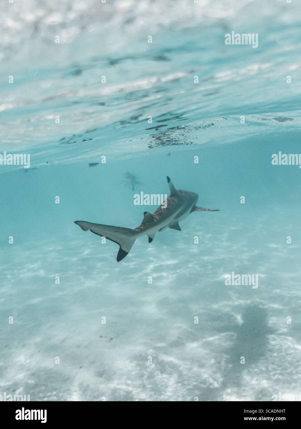 Blacktip reef shark swimming in shallow turquoise waters, Moorea Island ...