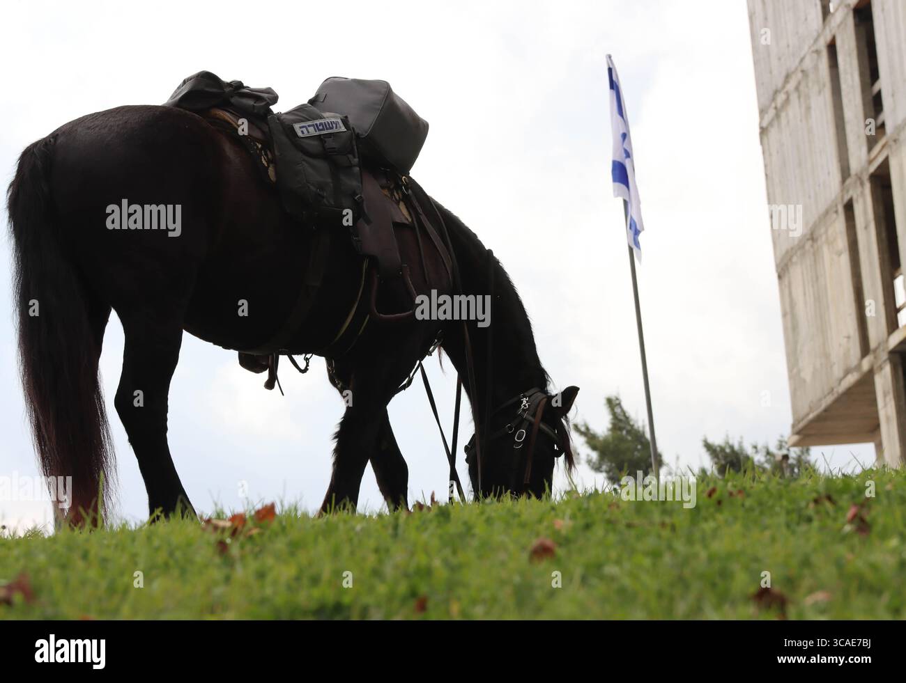 Horses from the mounted police unit graze near the Tayelet Haas ...