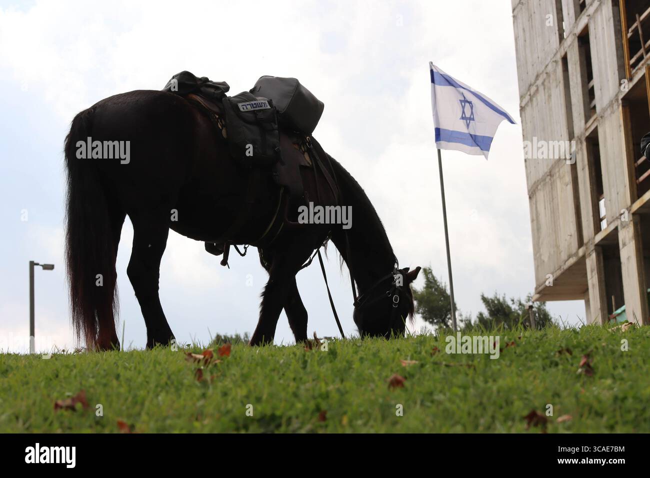 Horses from the mounted police unit graze near the Tayelet Haas ...