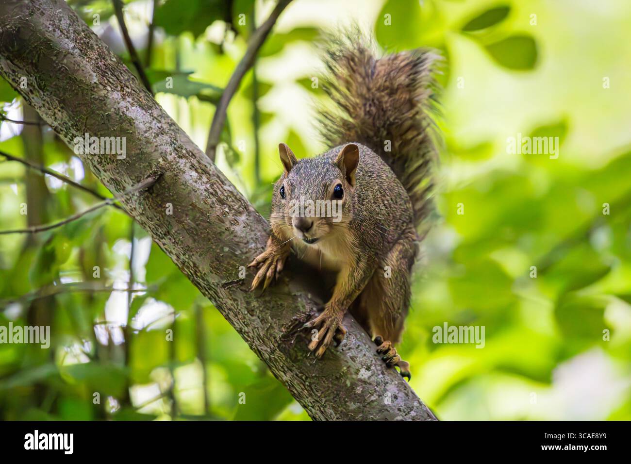 An angry squirrel in a tree at Whitaker Ponds Nature Park in Portland ...