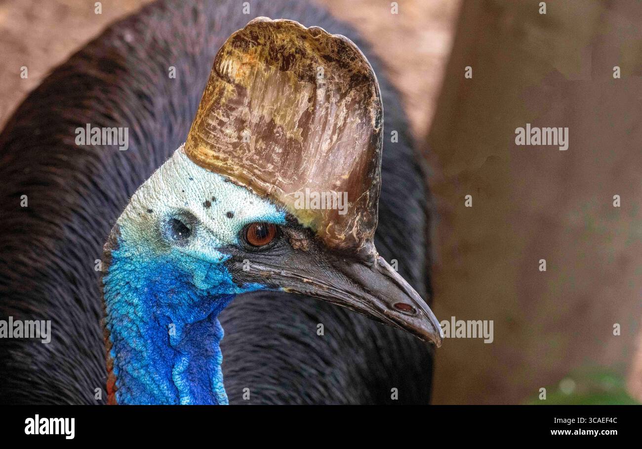 August 6, 2022, Sydney, New South Wales, Australia: Southern Cassowary ...