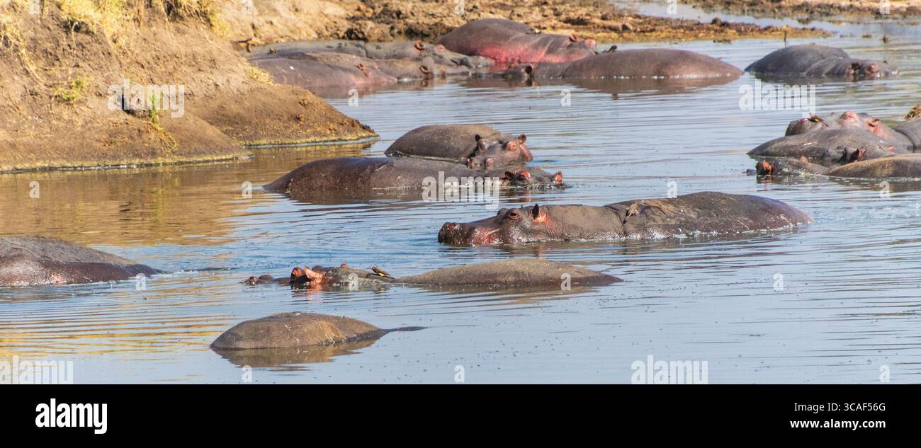 Telephoto of hippopotami, Hippopotamus amphibius, floating partially ...